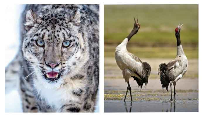 UT Ladakh declared state animal and bird. | JKAlerts